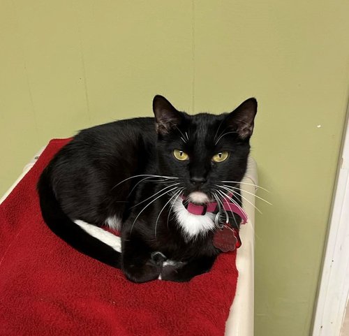 West Side Cats
