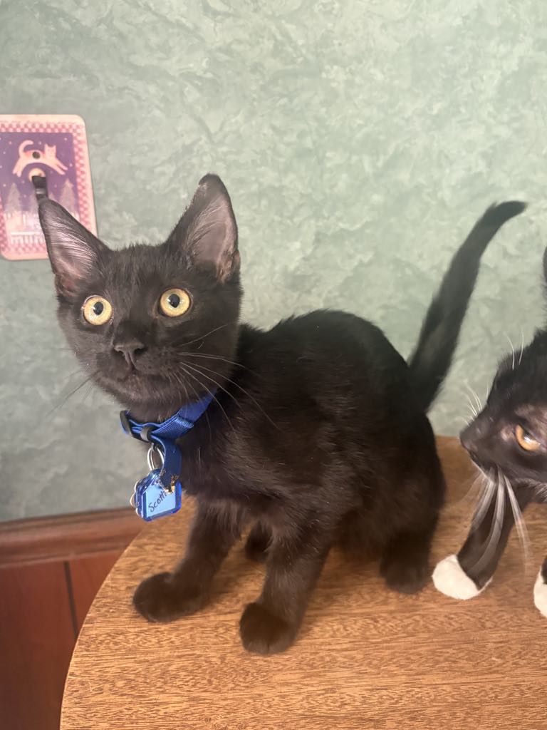 Scotti / M / DOB 4/1/25 | West Side Cats